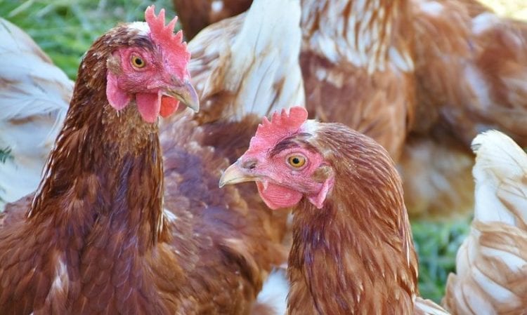 BPC head says UK will need to build more chicken ‘mega-farms ...